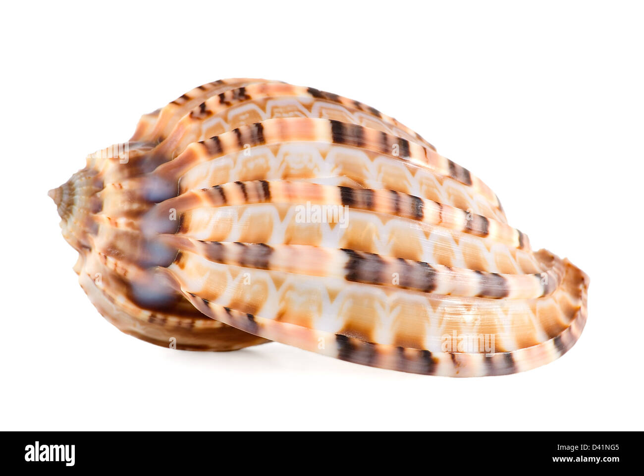 The cockle-shell is photographed close-up on the white Stock Photo - Alamy