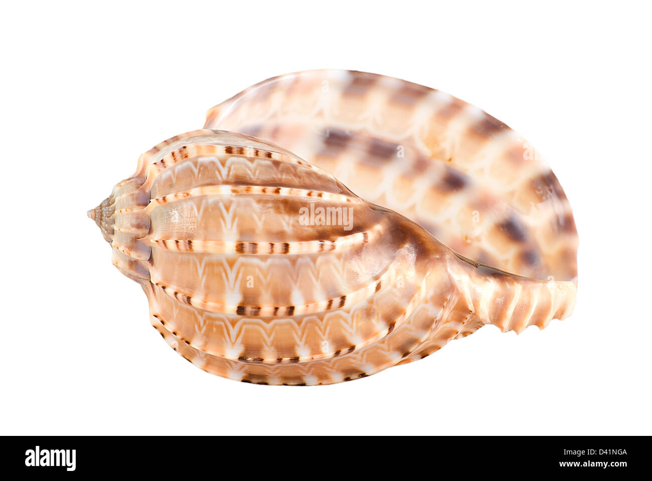 Cockle shell hi-res stock photography and images - Alamy