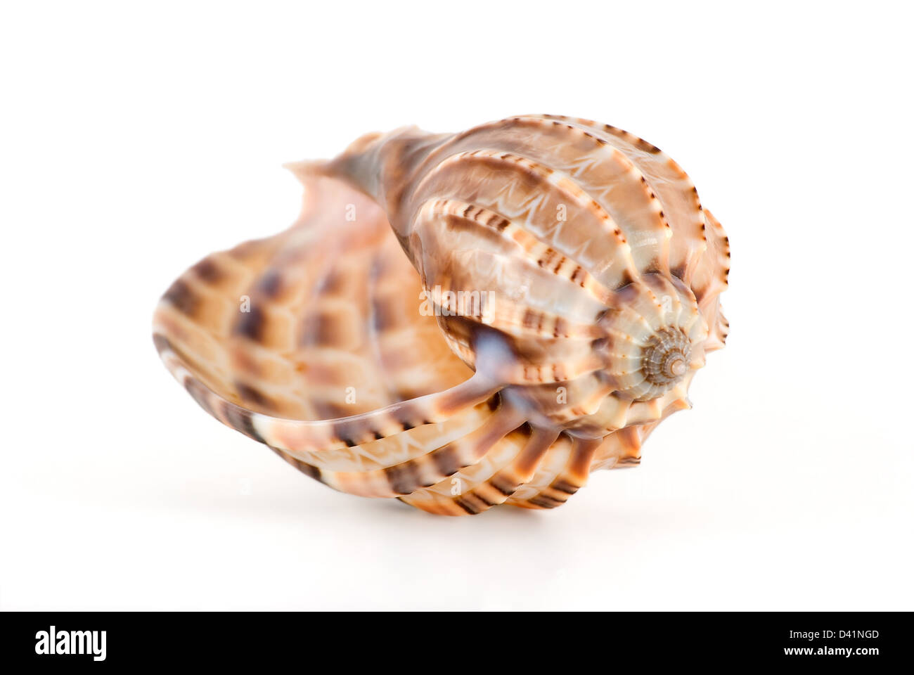 The cockle-shell is photographed close-up on the white Stock Photo - Alamy