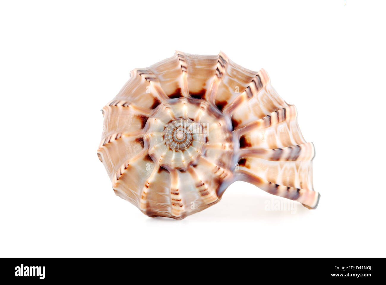 Cockle shell hi-res stock photography and images - Alamy