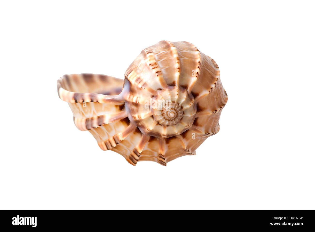 Cockle shell hi-res stock photography and images - Alamy
