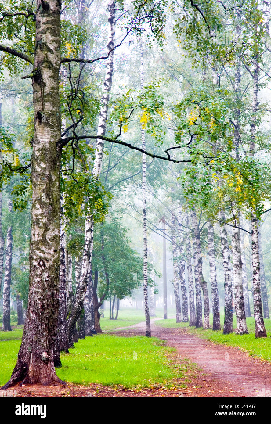 Morning birch grove in september fog Stock Photo - Alamy