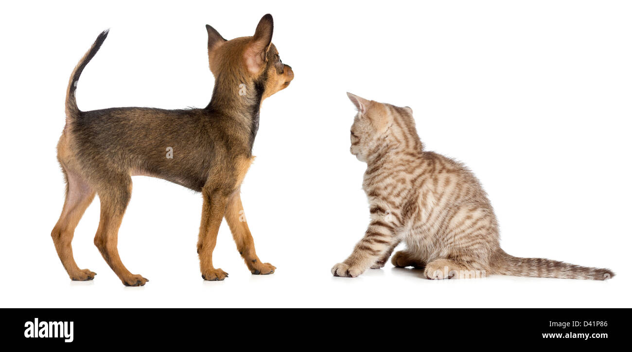 puppy and kitten rear or back view isolated on white Stock Photo - Alamy