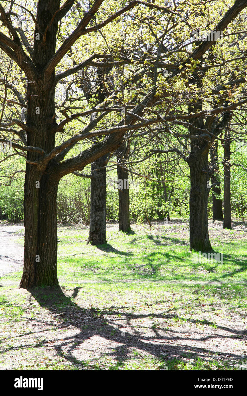Oak tree with spring first leaves Stock Photo - Alamy