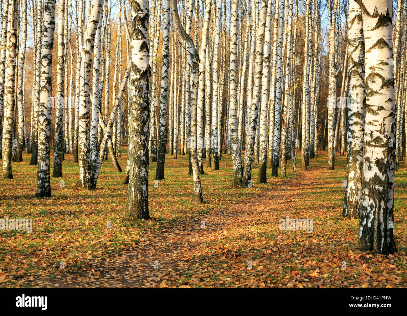 Grove of trees with autumn colors hi-res stock photography and images ...
