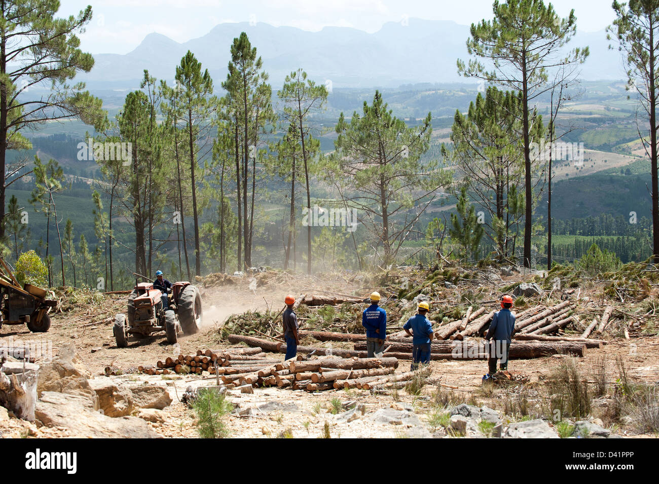 Trees For Sale Western Cape at Ronald Wooton blog
