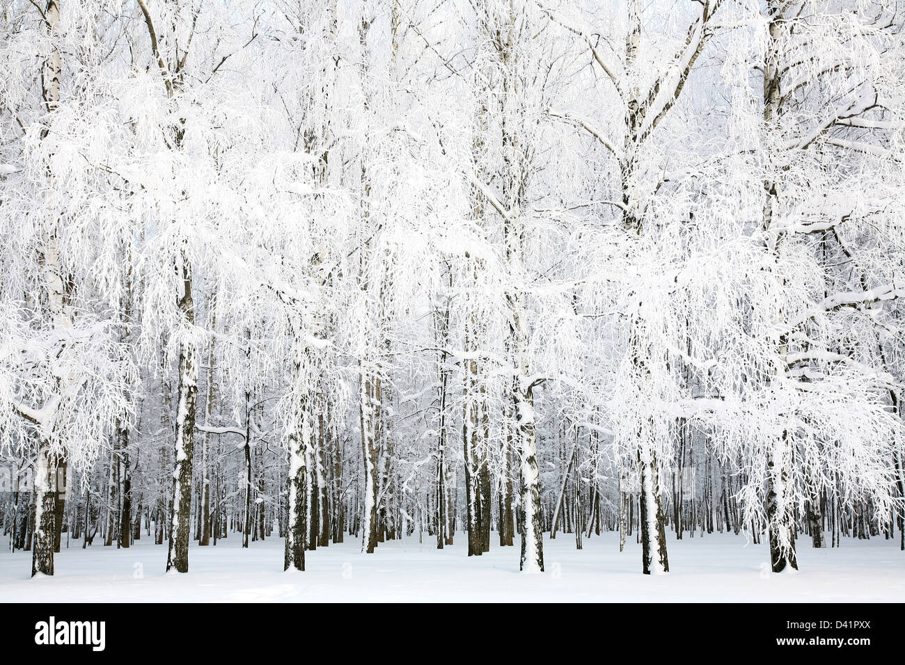 Russian winter in january Stock Photo - Alamy