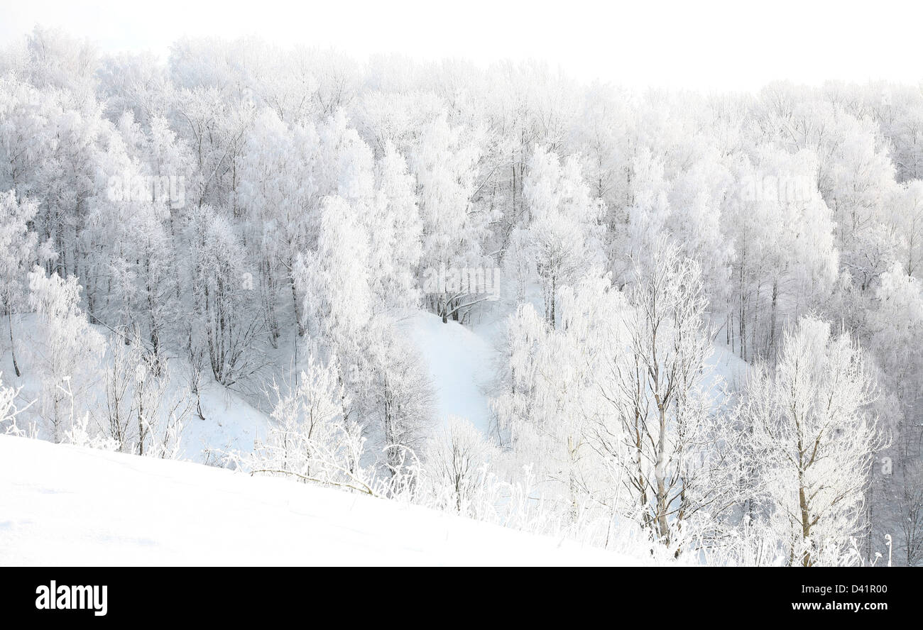 Russian winter in forest Stock Photo - Alamy