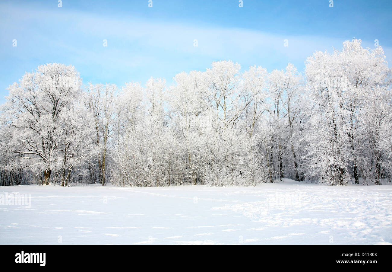 Russian forest in winter hi-res stock photography and images - Alamy