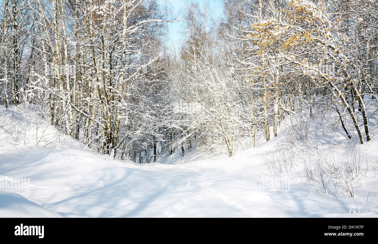 Snow forest in April Stock Photo - Alamy