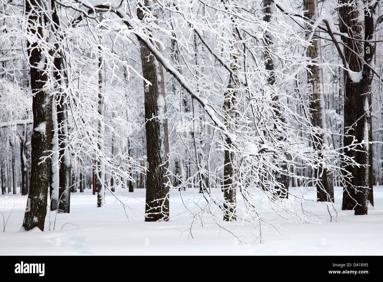 Snowy branches hi-res stock photography and images - Alamy