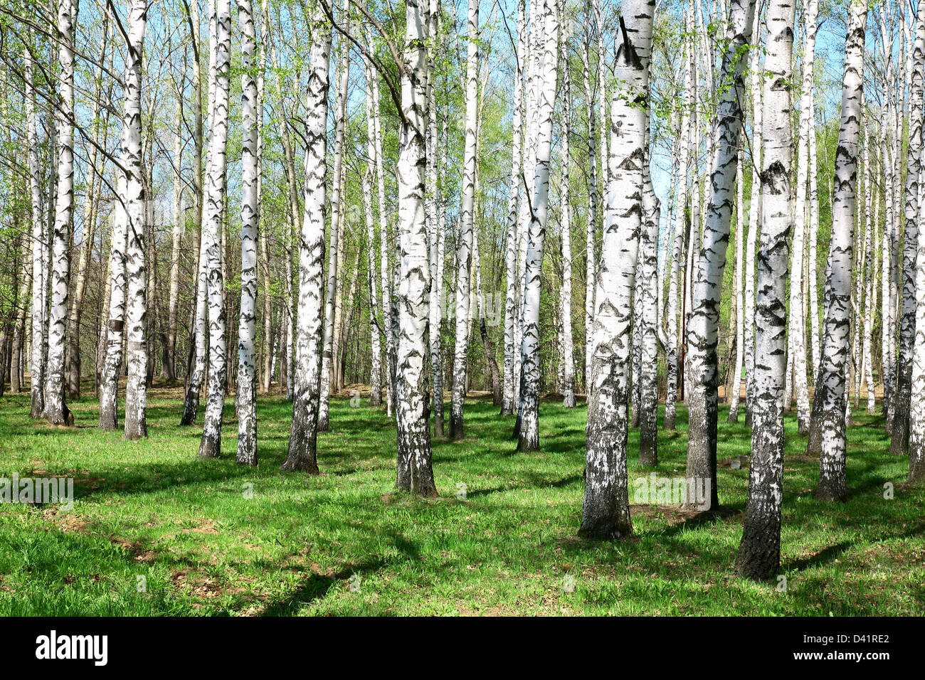 Birch grove in spring hi-res stock photography and images - Alamy