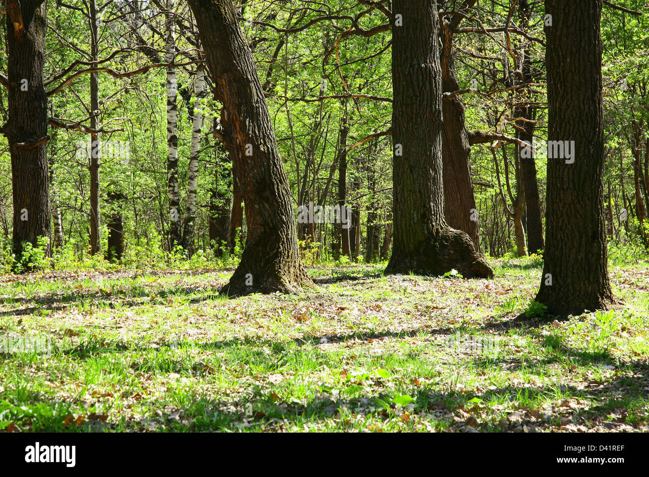Oak grove hi-res stock photography and images - Alamy