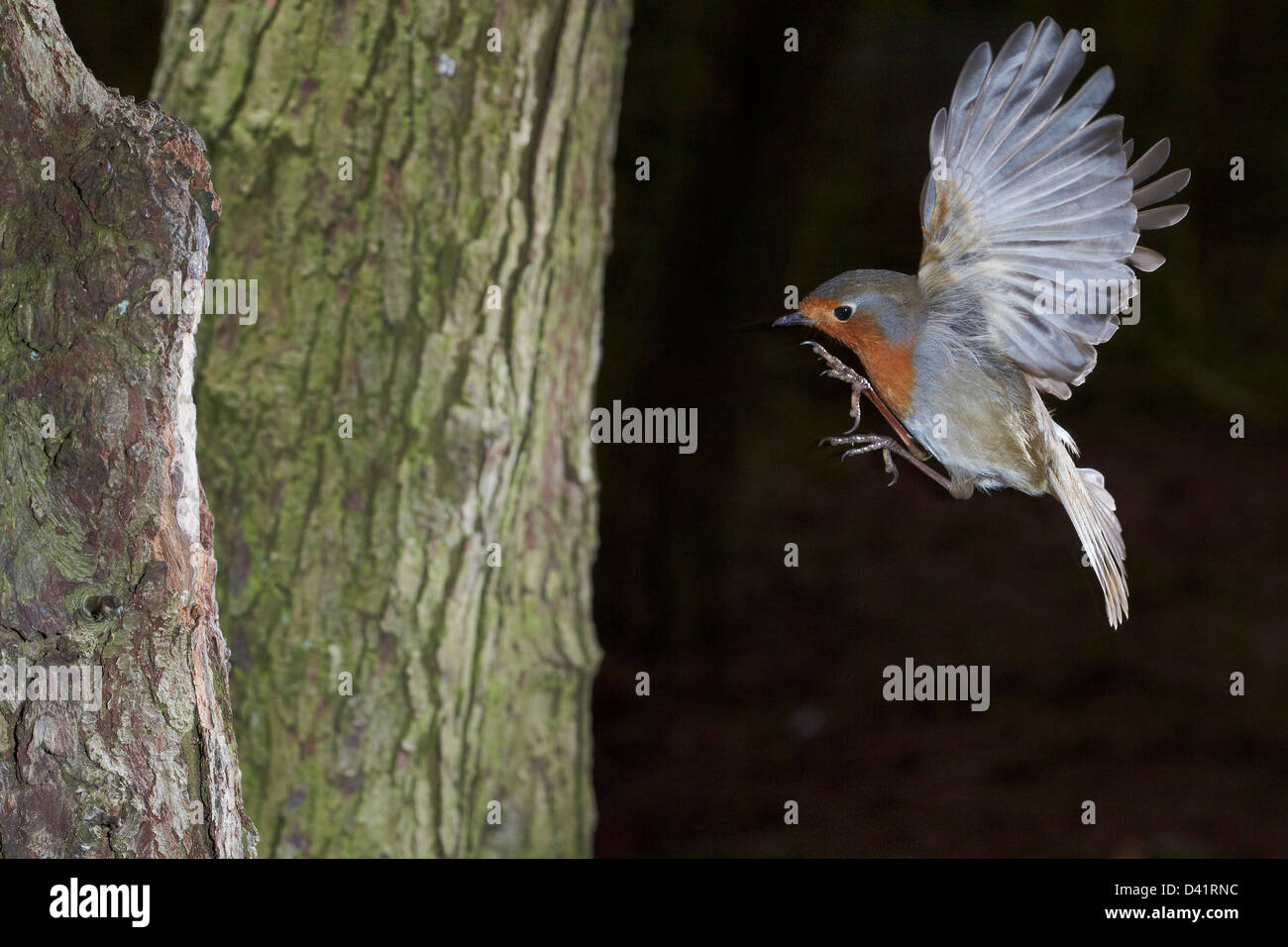 Robin flying hi-res stock photography and images - Alamy