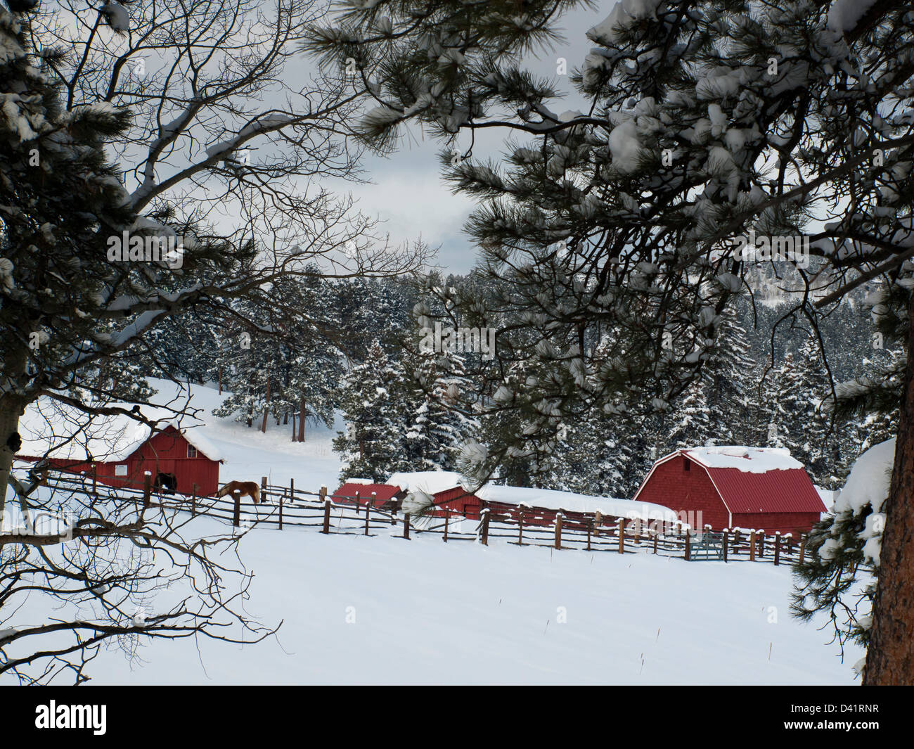 Old red barn after snow storm in Evergreen, Colorado Stock Photo - Alamy