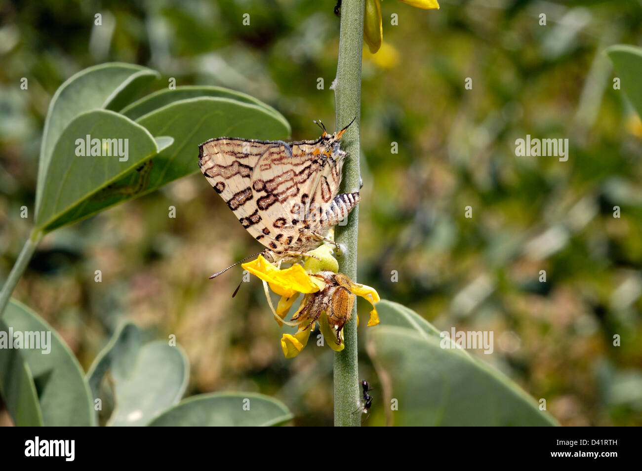 Ella's bar butterfly (Cigaritis (=Spindasis =Aphnaeus) ella: Lycaenidae ...