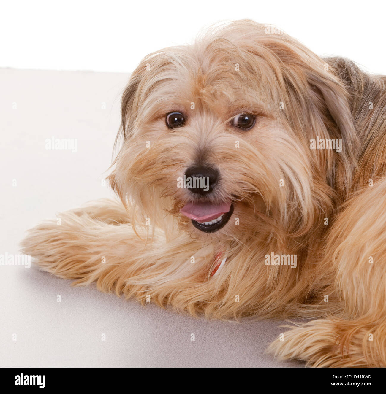 Adult dog hi-res stock photography and images - Alamy