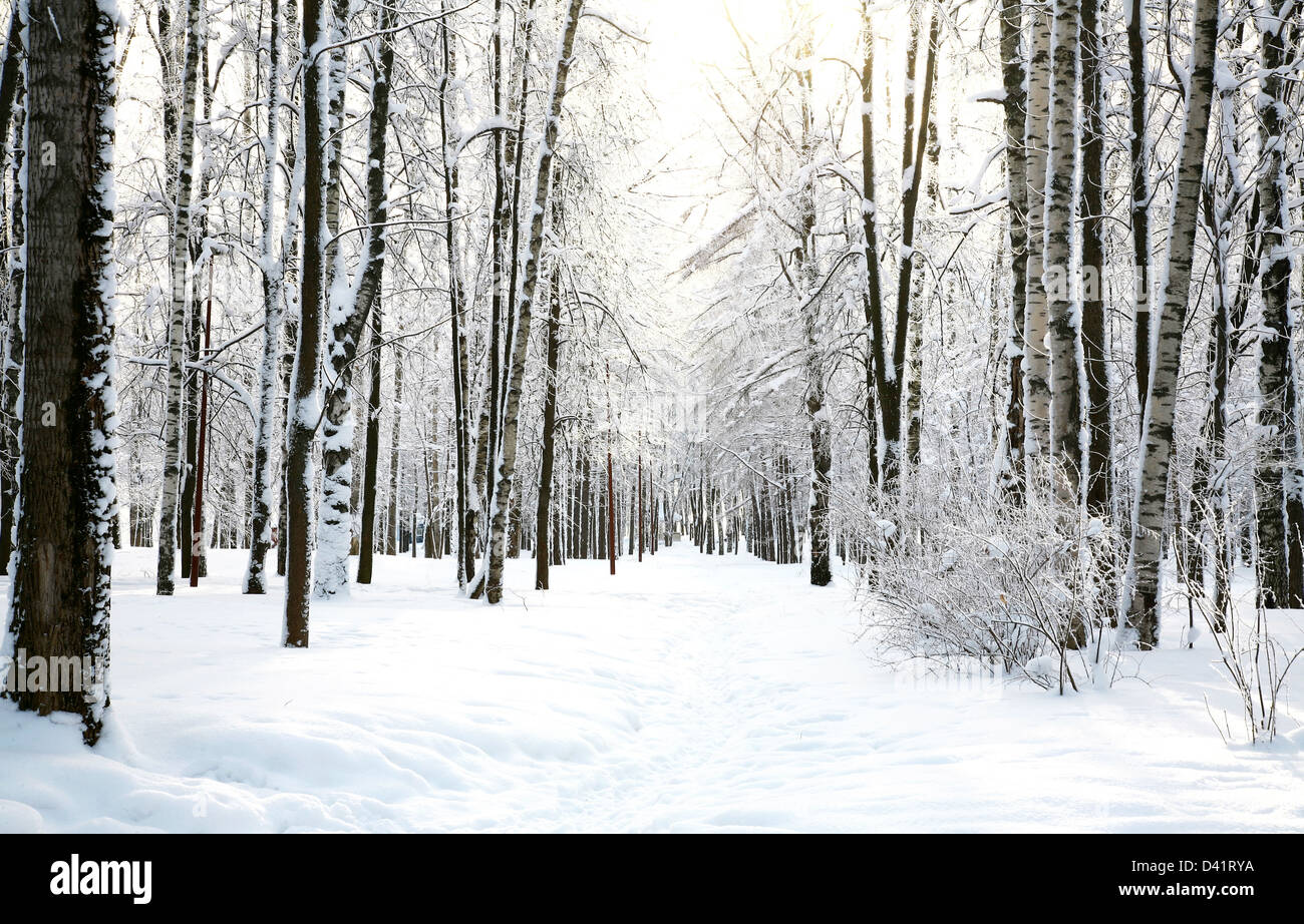 Sun in the winter forest Stock Photo - Alamy
