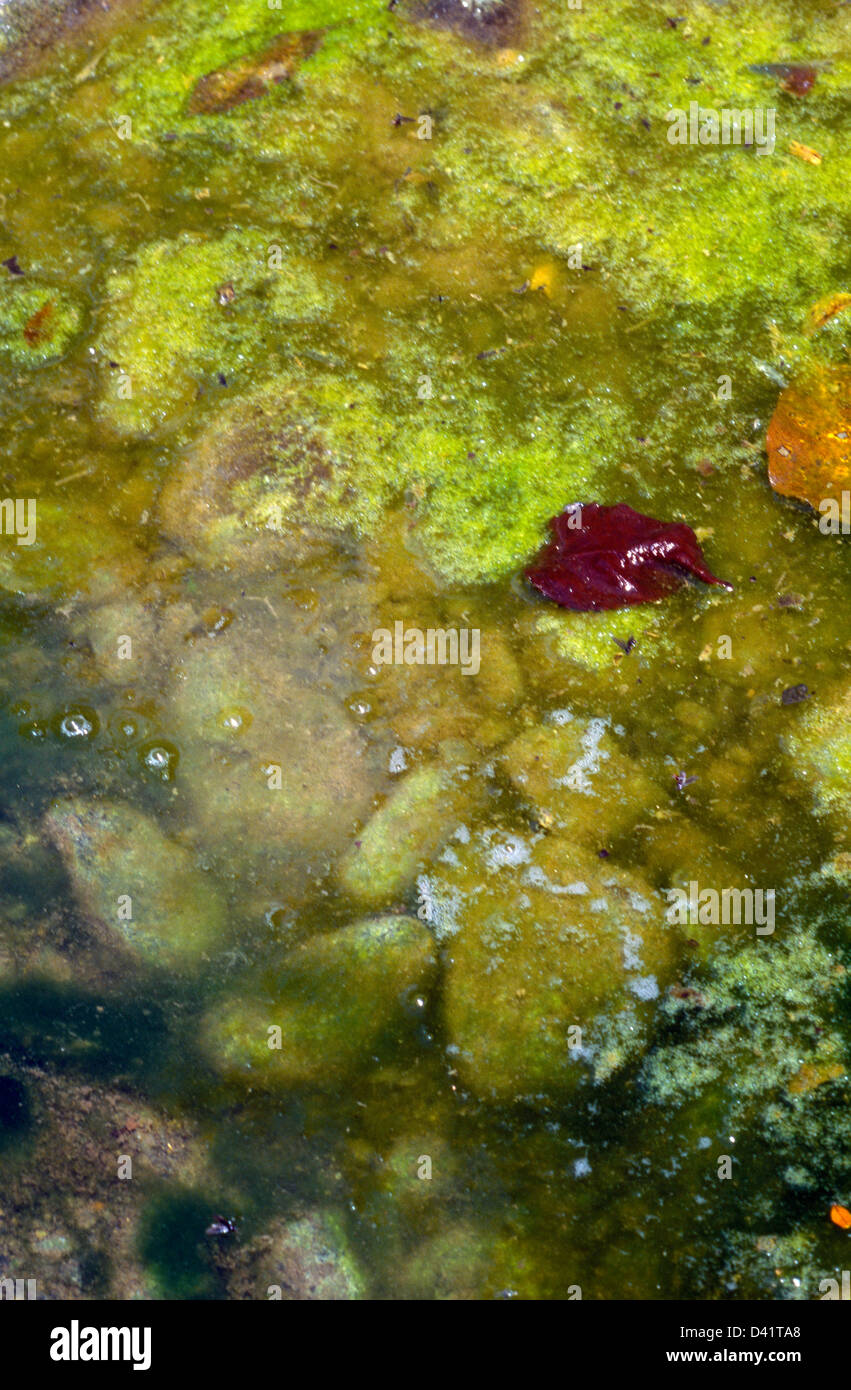 Rainforest Stream Tobago Algae Stock Photo - Alamy