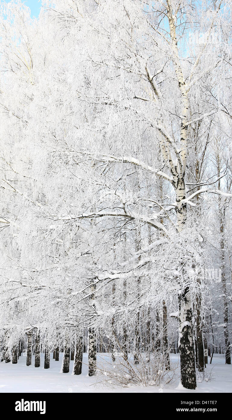 Grove background hi-res stock photography and images - Alamy