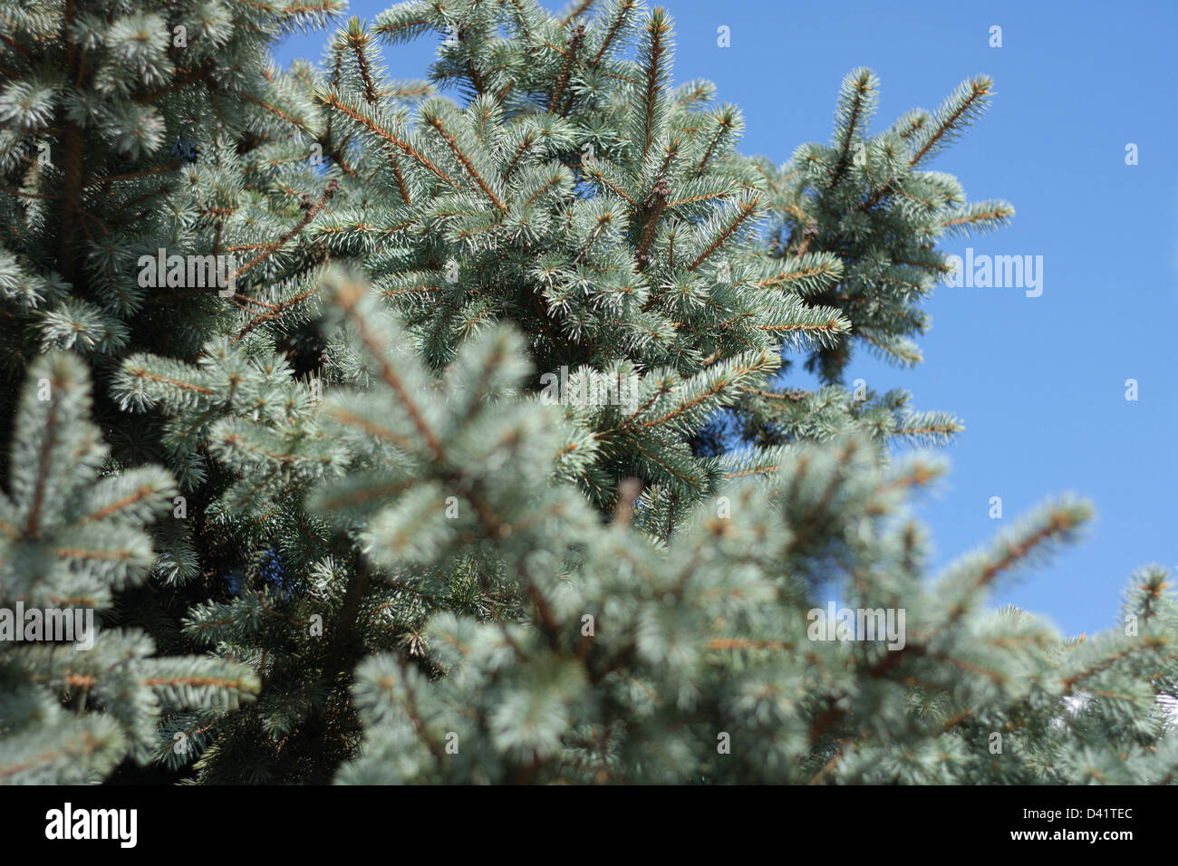 fir tree sky blue sunny Stock Photo - Alamy