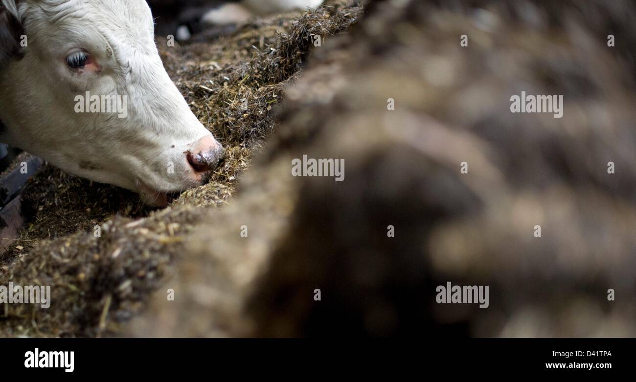 A dairy cow stands in her barn and feeds on compound feed made up of ...