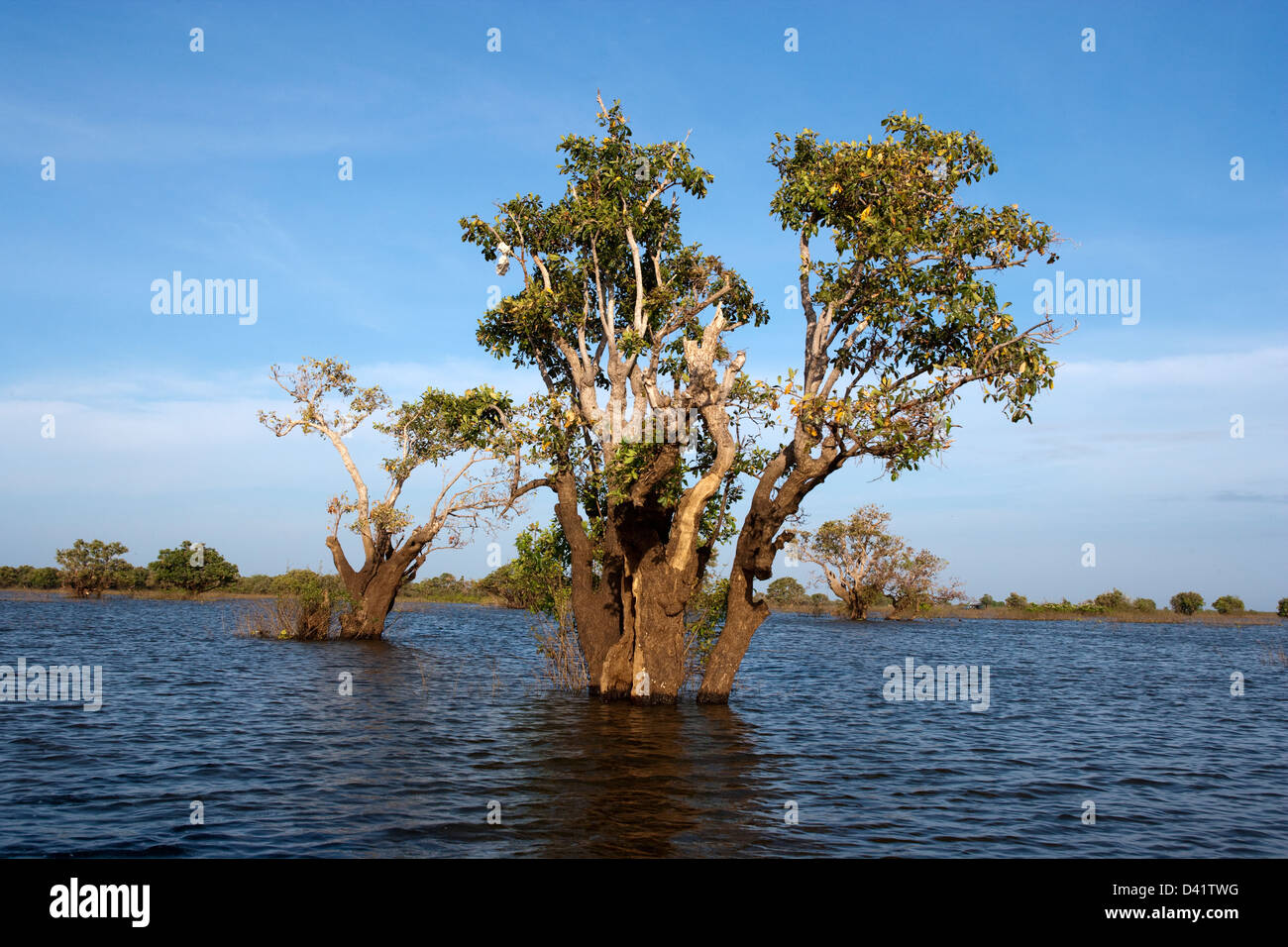 Trees Growing along the Mekong River Cambodia Stock Photo - Alamy