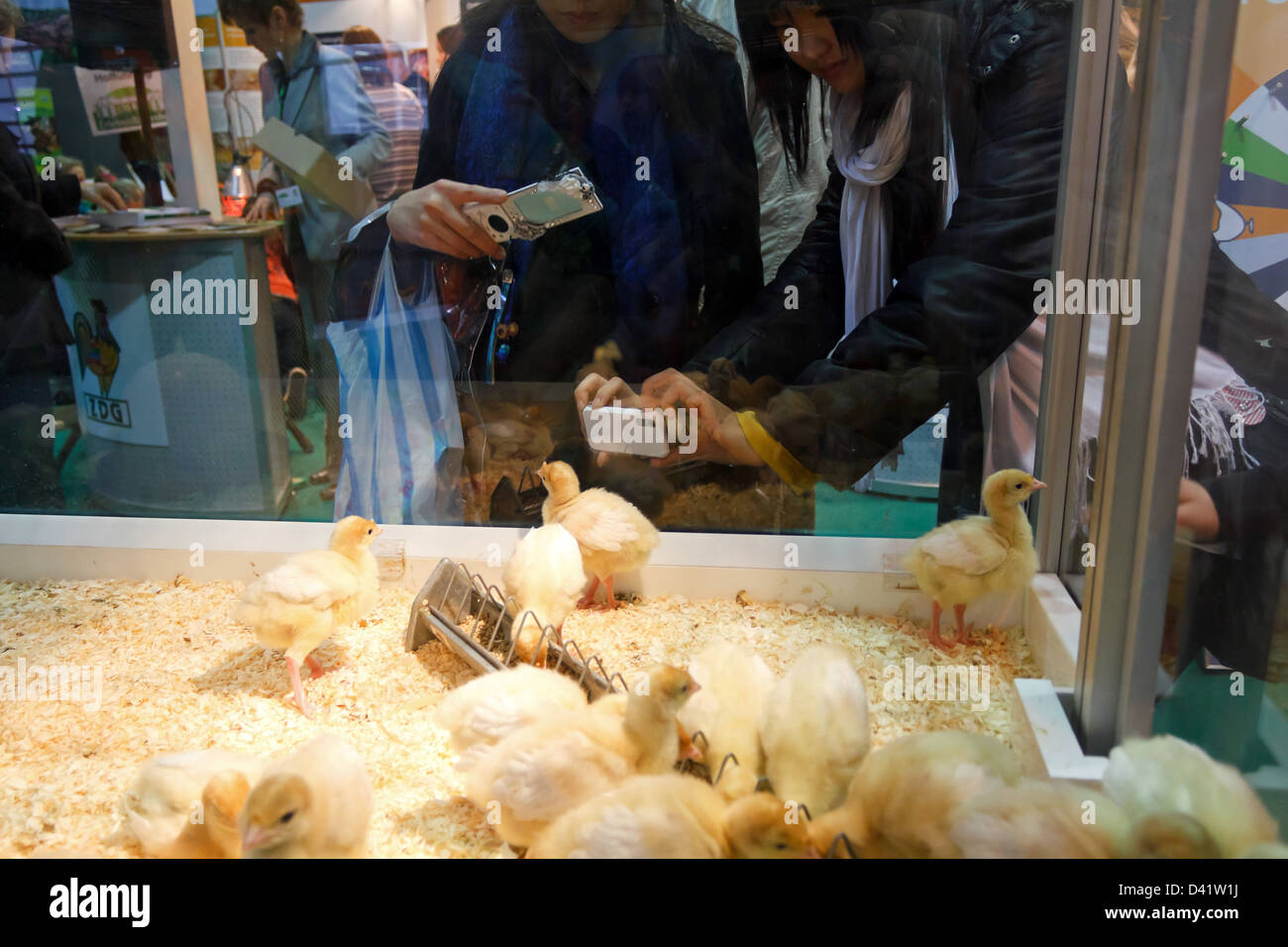 Berlin, Germany, visitors photographing chicks on the Green Week Stock ...