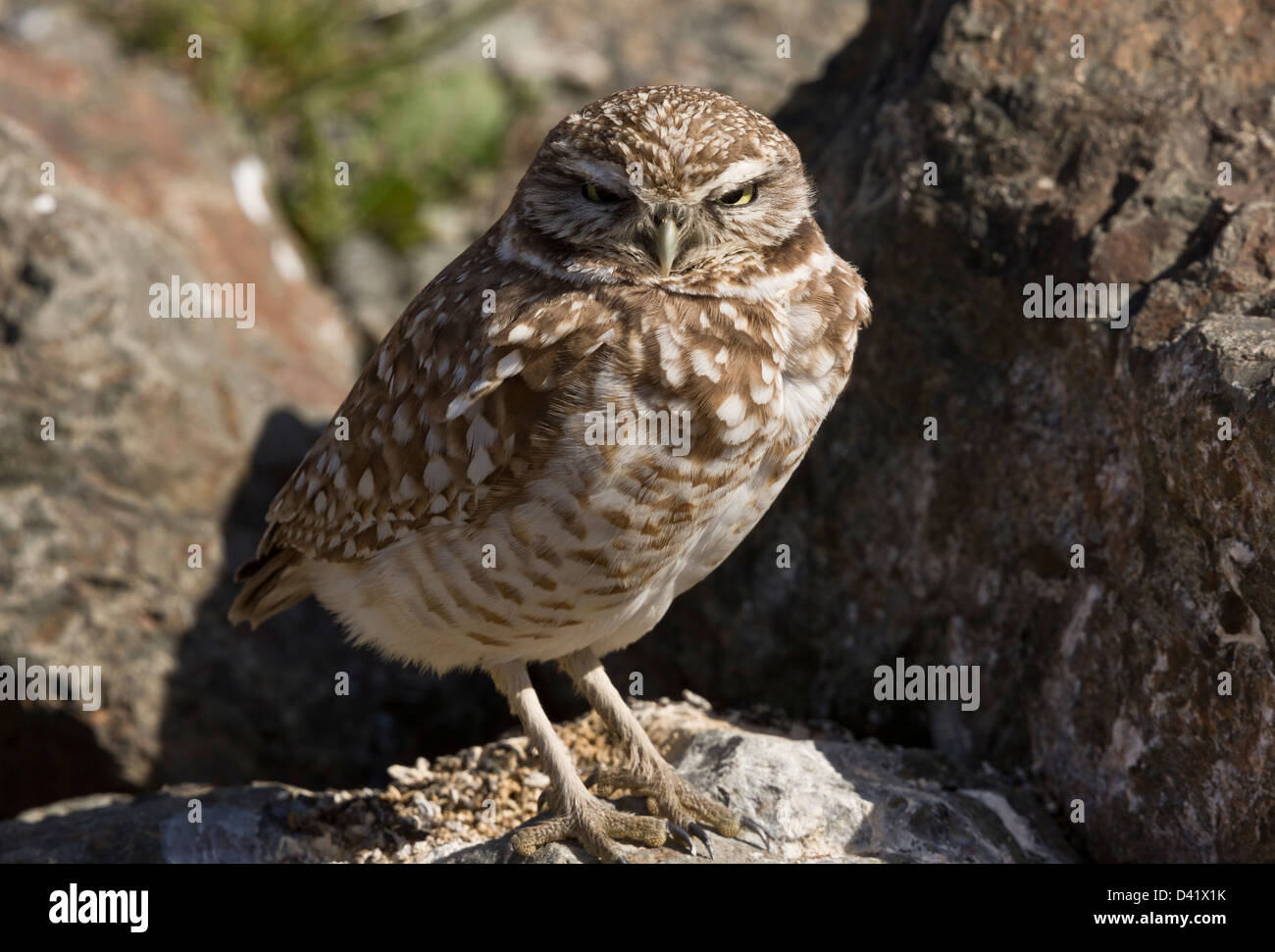 Owl eyebrows hi-res stock photography and images - Alamy