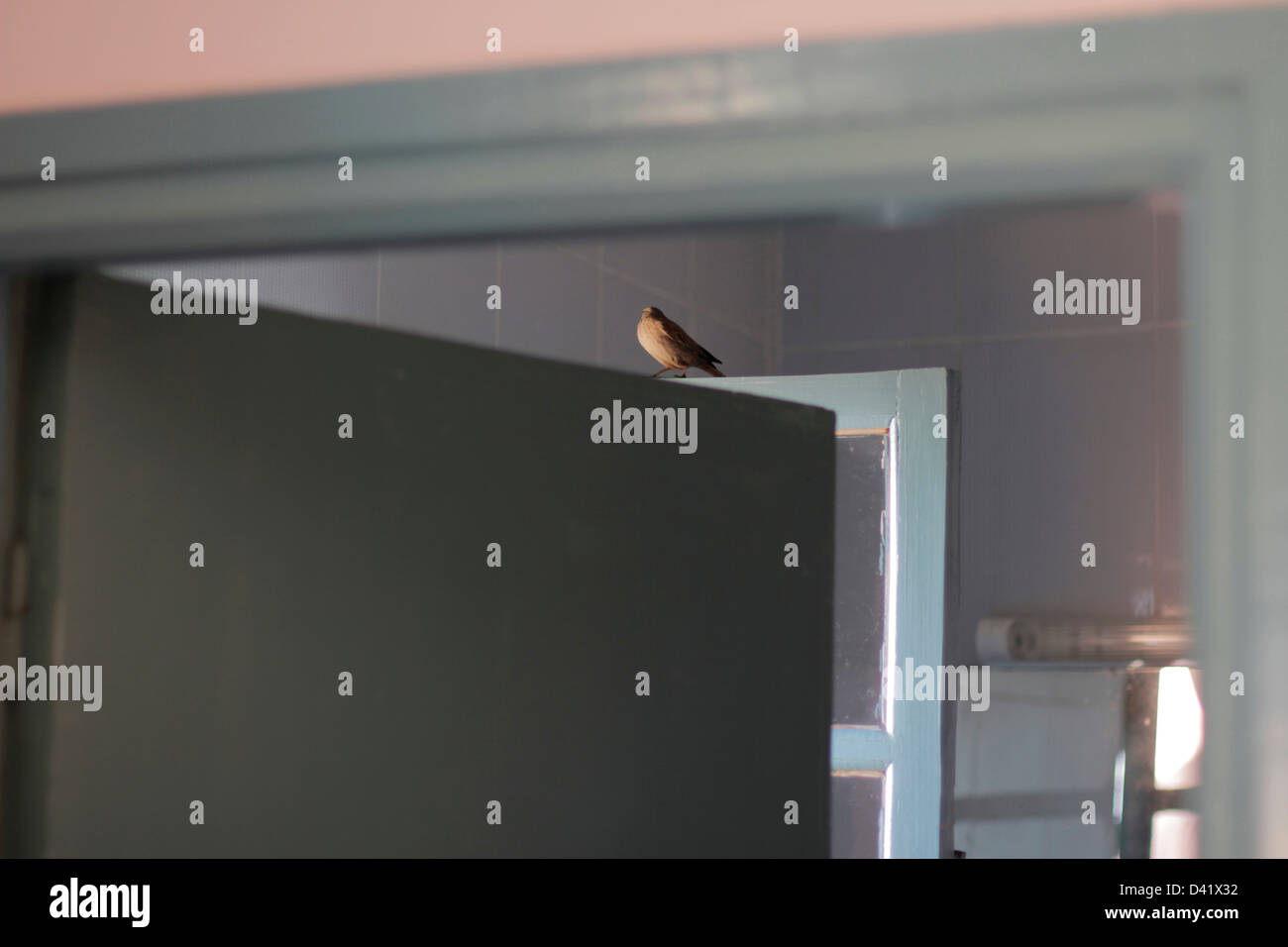 Bird on a door Stock Photo - Alamy