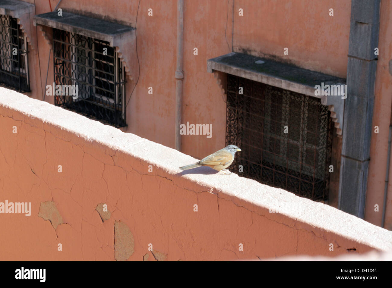 Bird on a ledge Stock Photo - Alamy