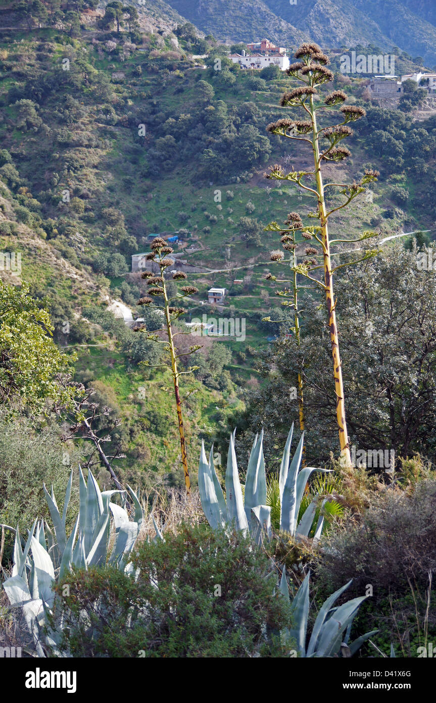 American Aloe (Agave Americana Stock Photo - Alamy