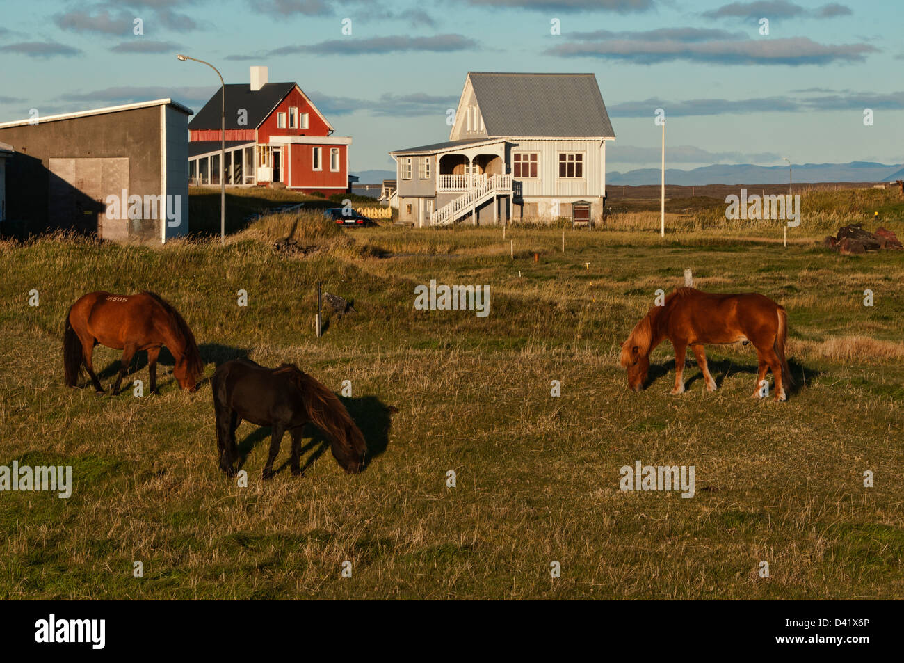 Icelandic horses in the rural Reykjanes Peninsula, Iceland Stock Photo ...