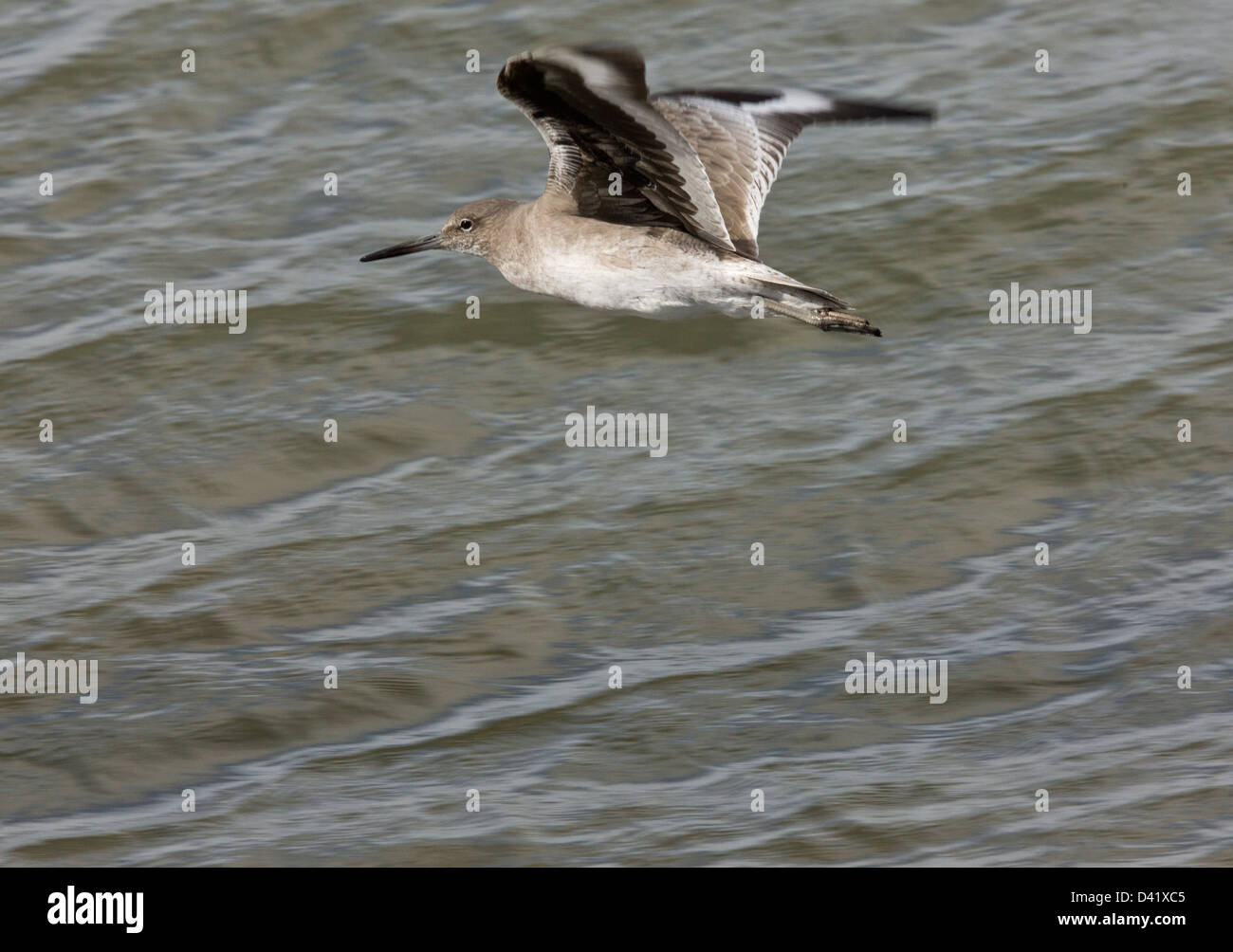 Willet (Catoptrophorus semipalmatus) in flight, winter; north ...