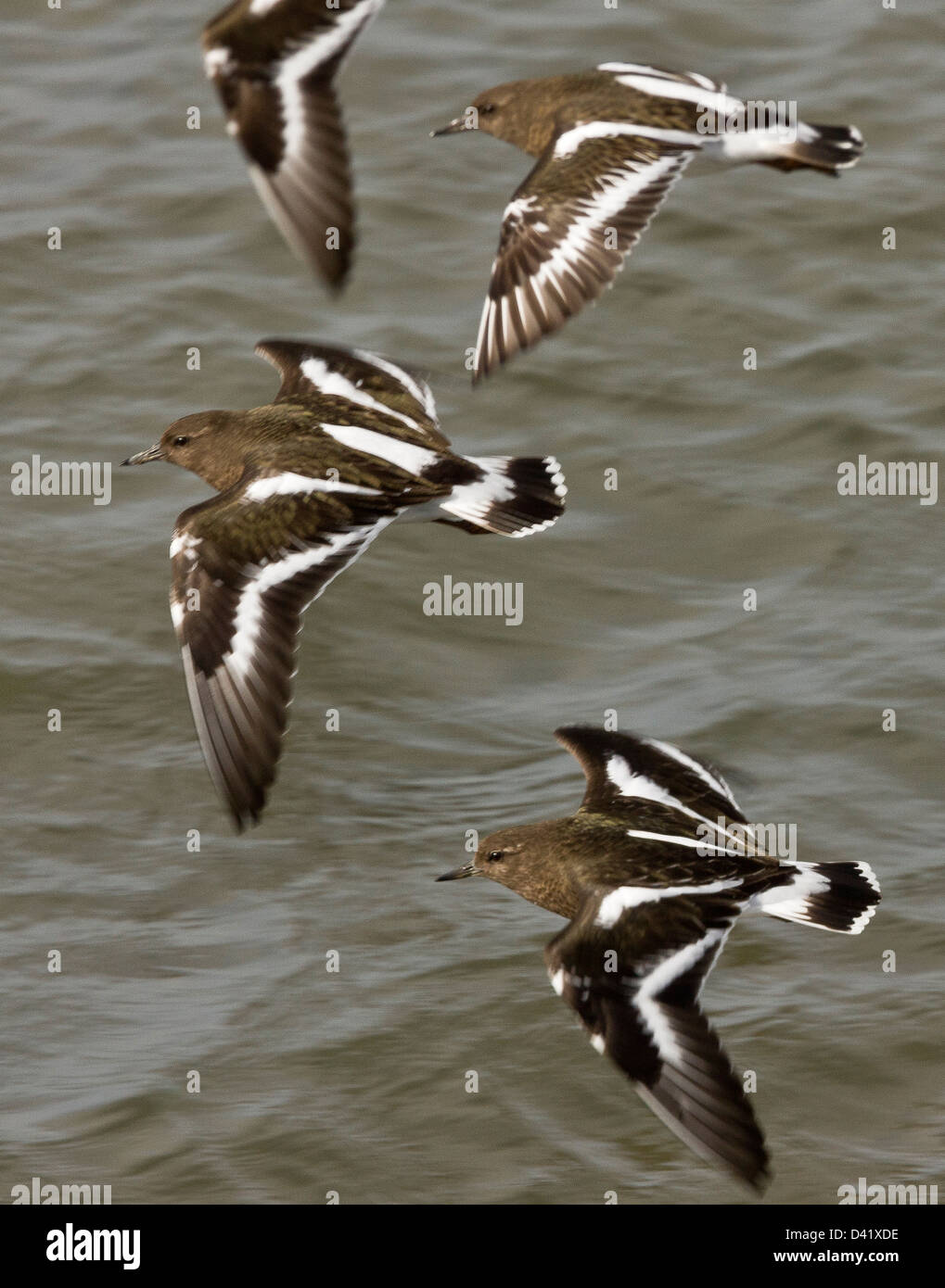 Turnstone in flight hi-res stock photography and images - Alamy