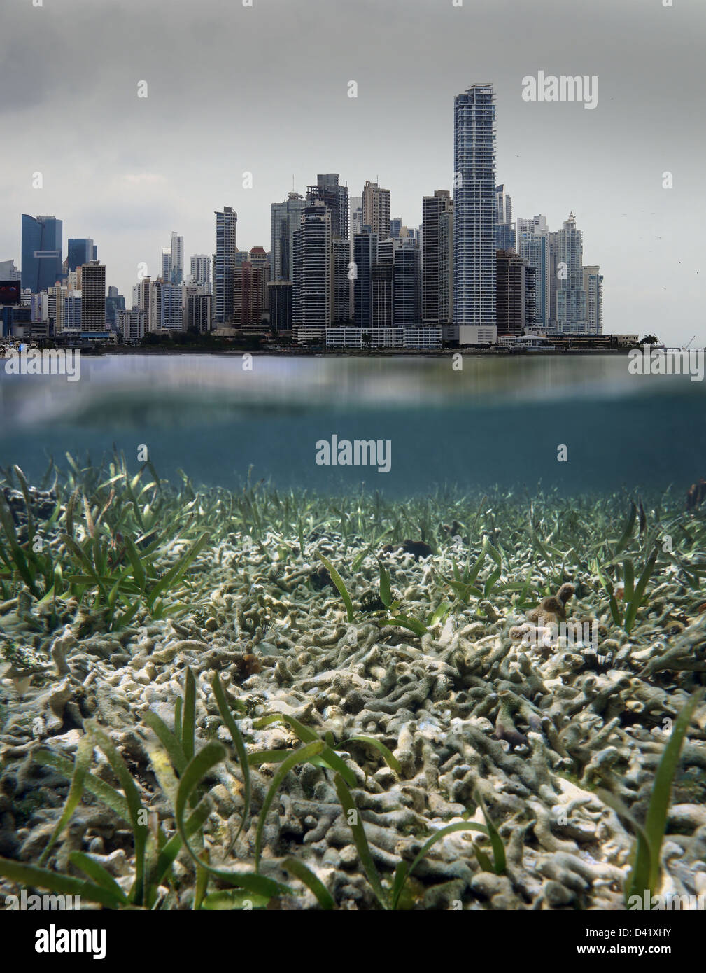 Coral reef destroyed by coastal development issues in Panama Stock ...