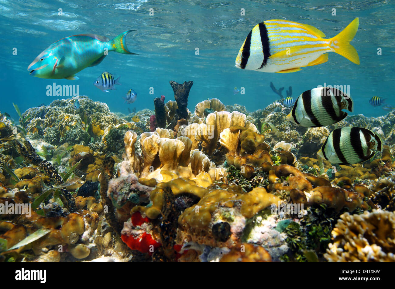 Shallow coral reef underwater with colorful tropical fish, Caribbean ...