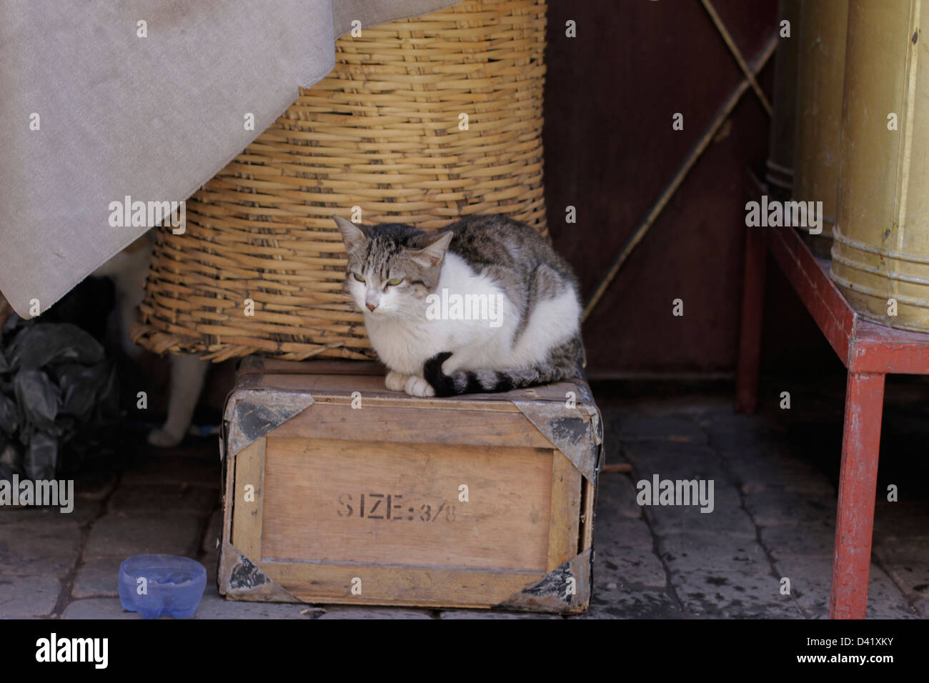 African stray hi-res stock photography and images - Alamy