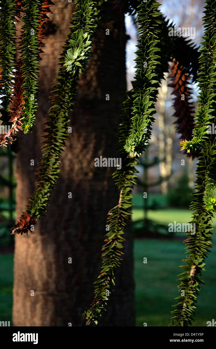 Part of a monkey puzzle tree in the Royal Botanic Gardens, Edinburgh ...