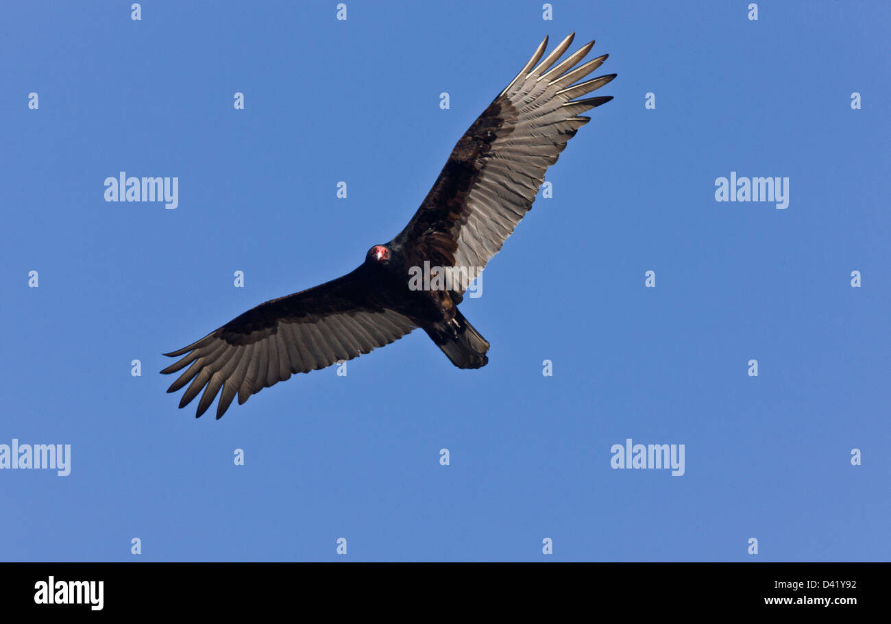 Turkey Vulture (Cathartes aura) flying against blue sky, California ...