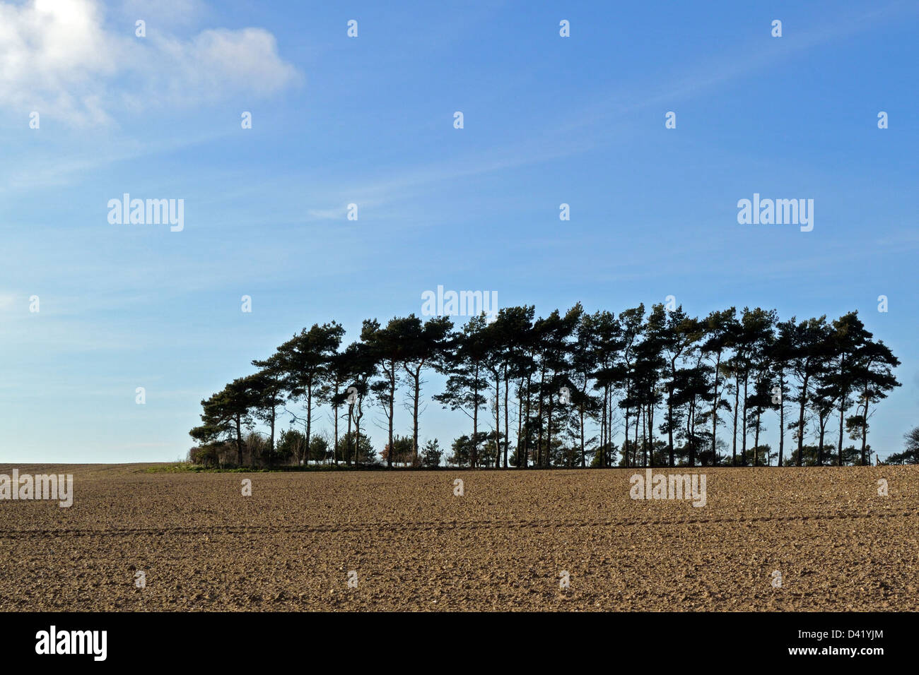 Trees in a North Norfolk field Stock Photo - Alamy