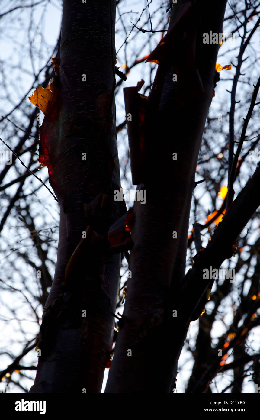 Chinese red bark birch tree hi-res stock photography and images - Alamy