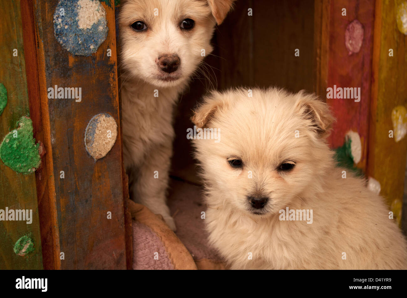 Two dogs puppies hi-res stock photography and images - Alamy