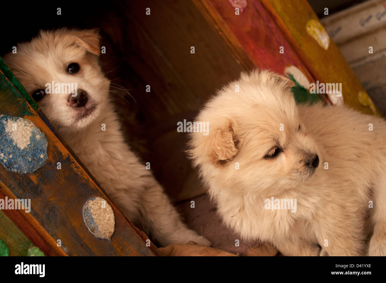Two dogs puppies hi-res stock photography and images - Alamy