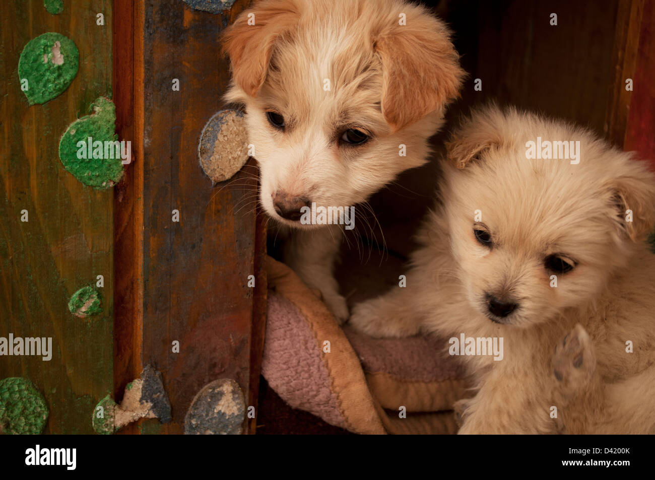Two dogs puppies hi-res stock photography and images - Alamy