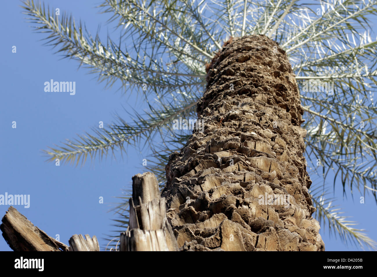Palm Tree in Morocco Stock Photo - Alamy