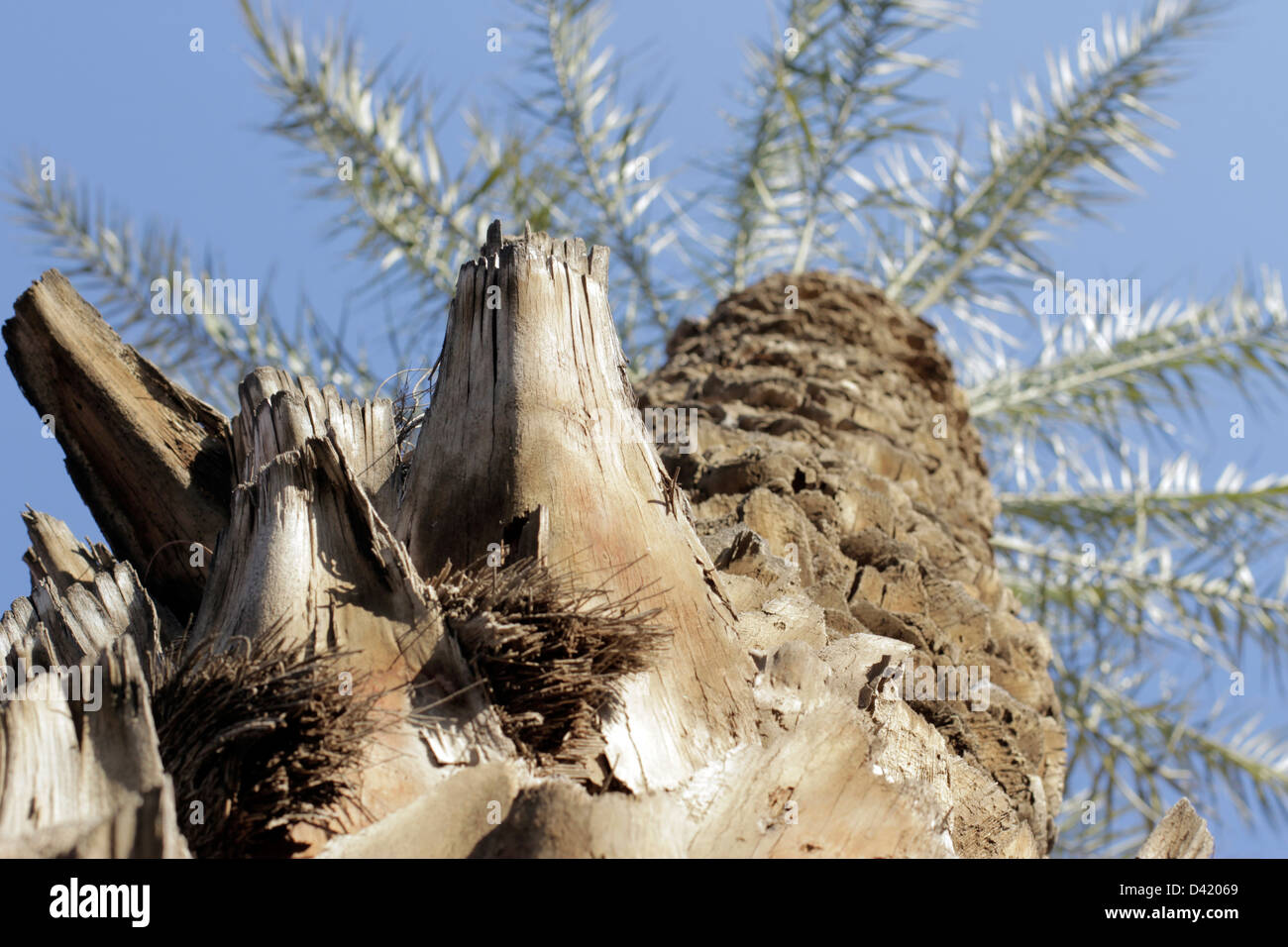 Palm Tree in Morocco Stock Photo - Alamy
