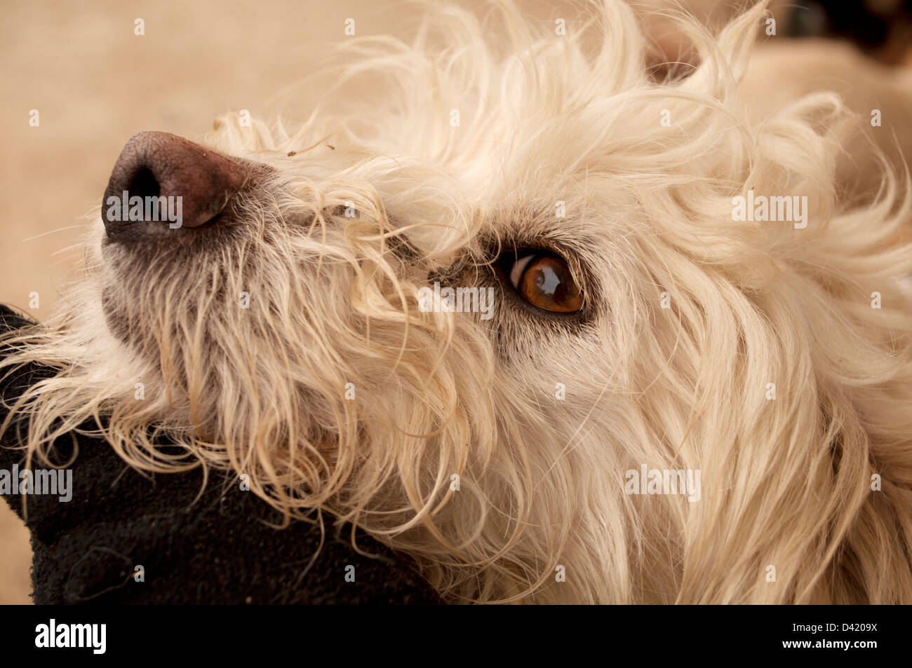 Dog with one eye hi-res stock photography and images - Alamy