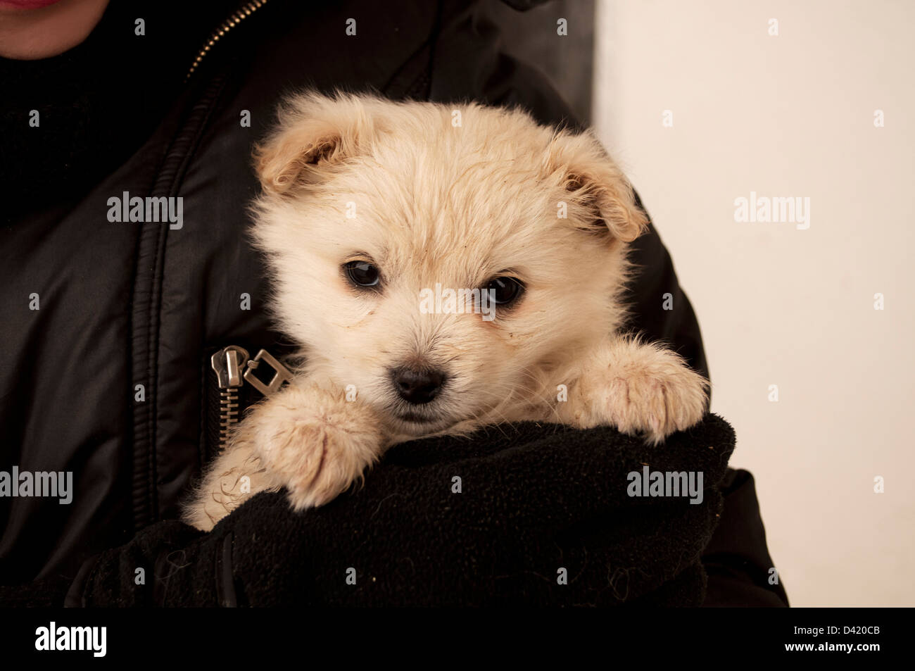 Adorable puppy dog hi-res stock photography and images - Alamy