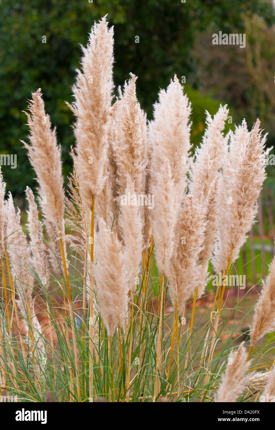 Reed bed sunrise hi-res stock photography and images - Alamy